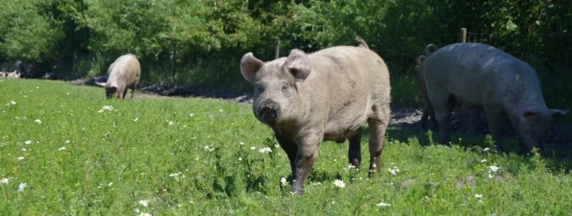 Rosenbeck Frilandskød